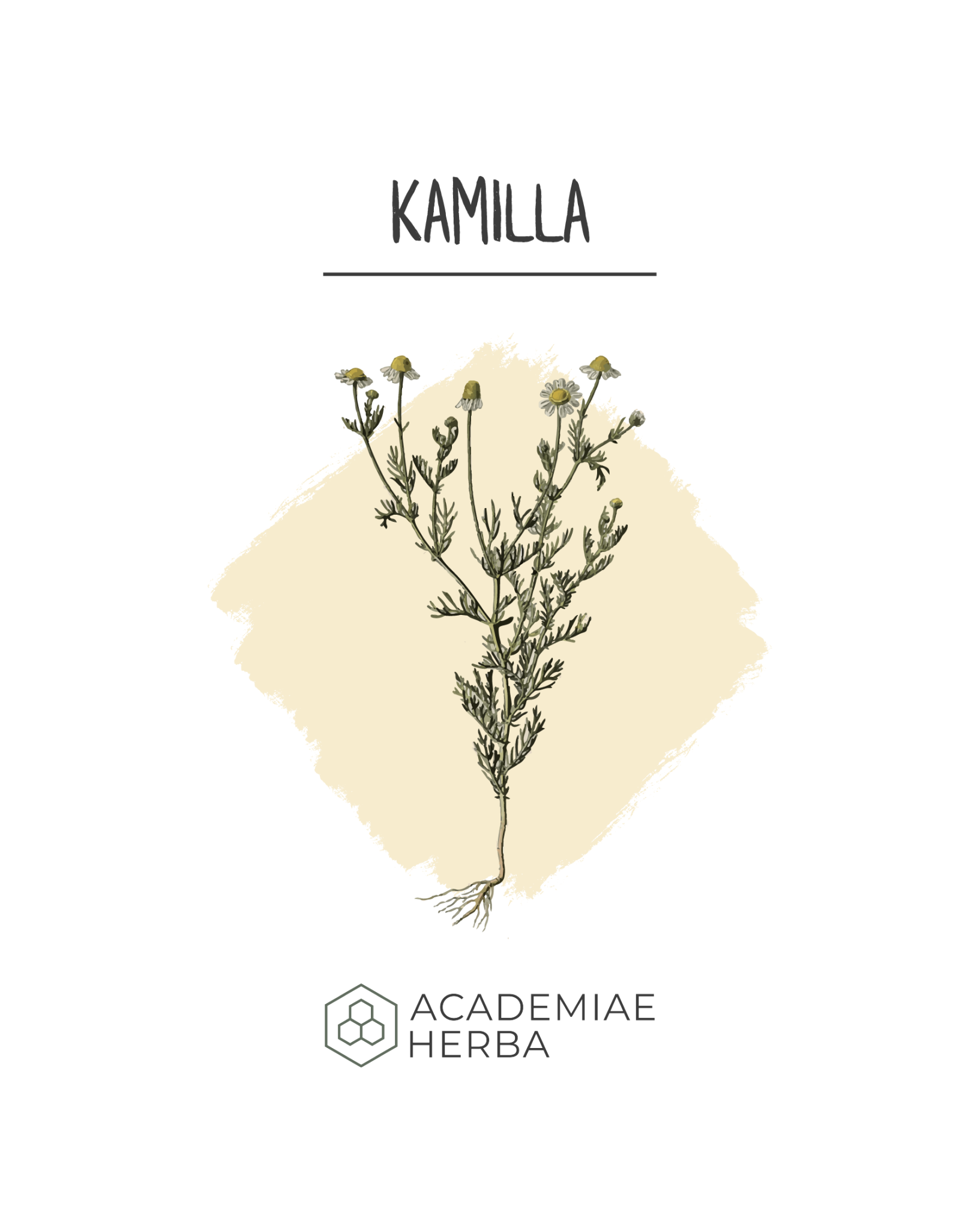 Hasznos Tudnivalók - Academiae Herba