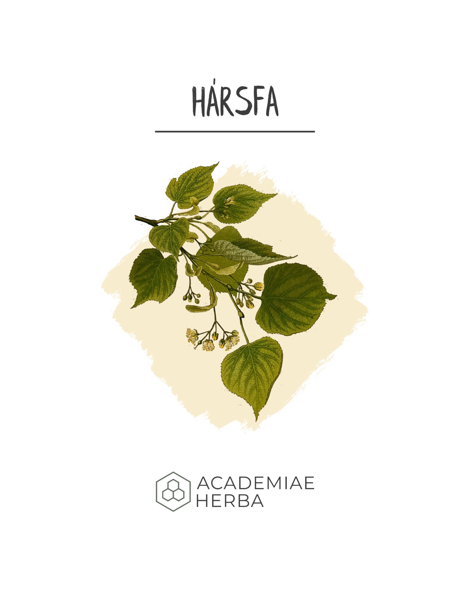 Hasznos Tudnivalók - Academiae Herba
